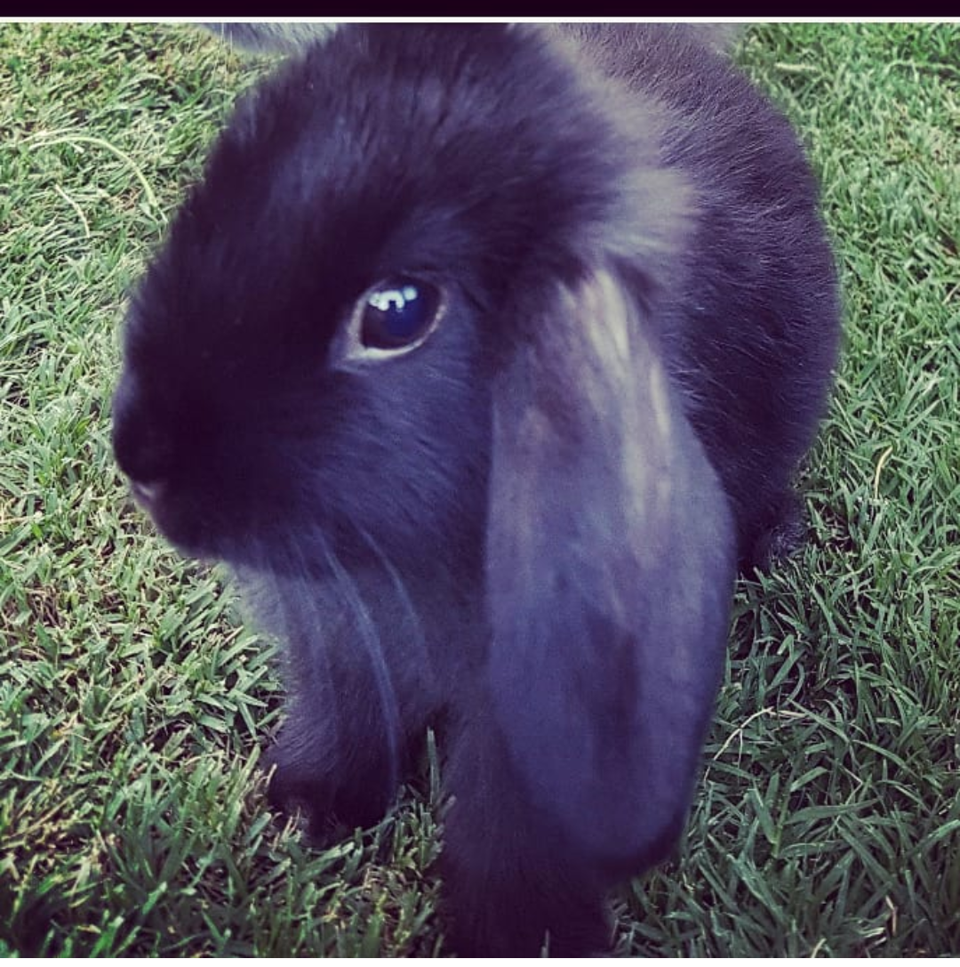 Rocket - Female Mini Lop x Rex Rabbit in WA - PetRescue