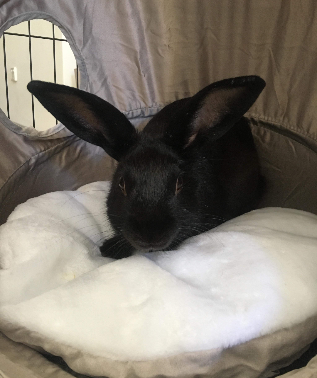 Lucas - Male Dwarf Mix Rabbit in WA - PetRescue