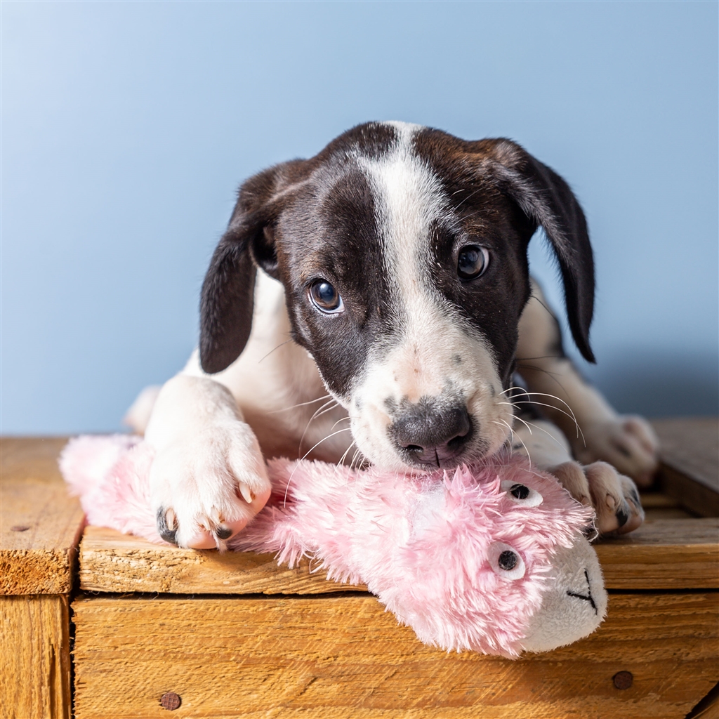 Caila - Medium Female Border Collie x Great Dane Mix Dog in QLD - PetRescue