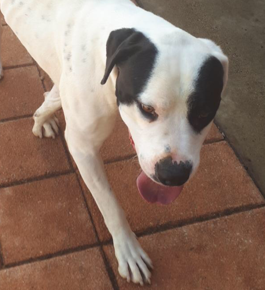 Toby - Medium Male Mixed Breed Dog in WA - PetRescue
