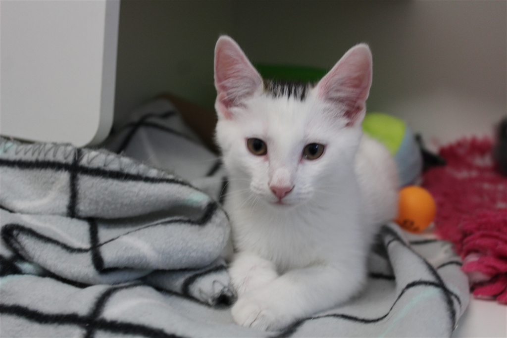 Focaccia - Female Dsh Mix Cat in WA - PetRescue