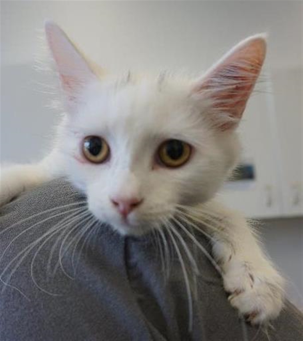 Malibu - Male Chinchilla Mix Cat in QLD - PetRescue