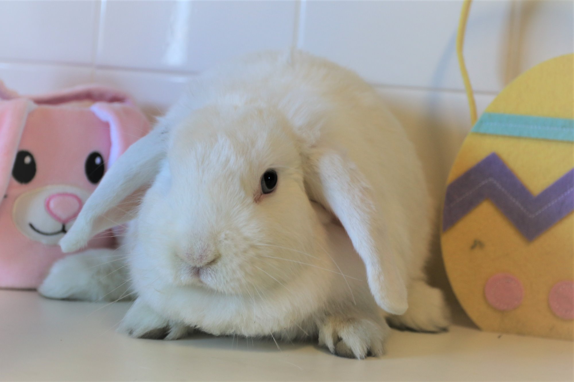 Twix - Female Lop Eared Rabbit in NSW - PetRescue
