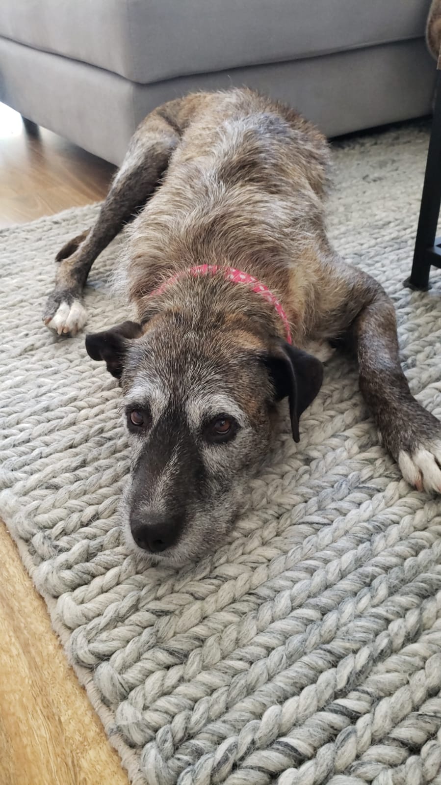 Beautiful Bubba - Medium Female Cross breed x Staghound Mix Dog in VIC ...