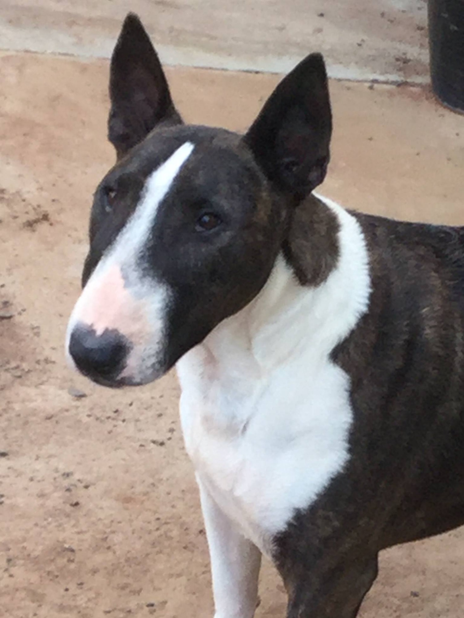 Ruby - Medium Female Bull Terrier Dog in NSW - PetRescue