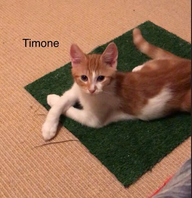Timone - Male Domestic Short Hair Cat in QLD - PetRescue