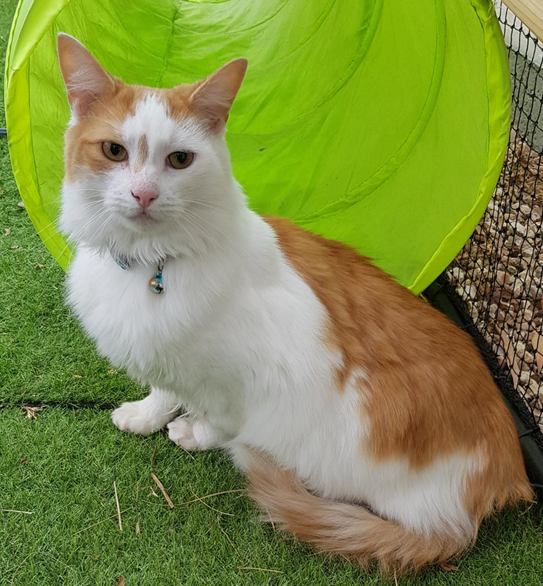 Khal - Male Domestic Long Hair Cat in VIC - PetRescue