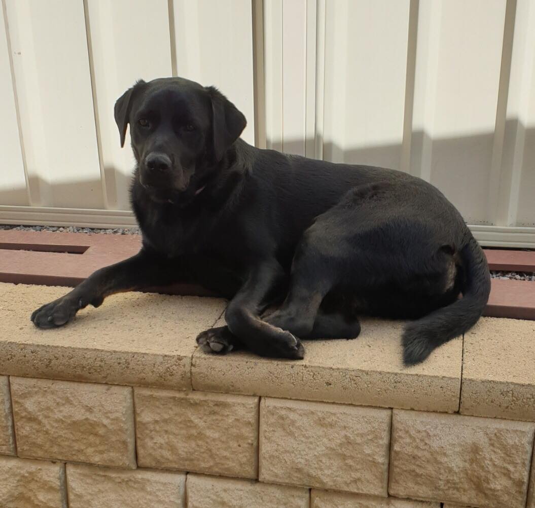 Taya - Large Female Labrador Mix Dog in NSW - PetRescue