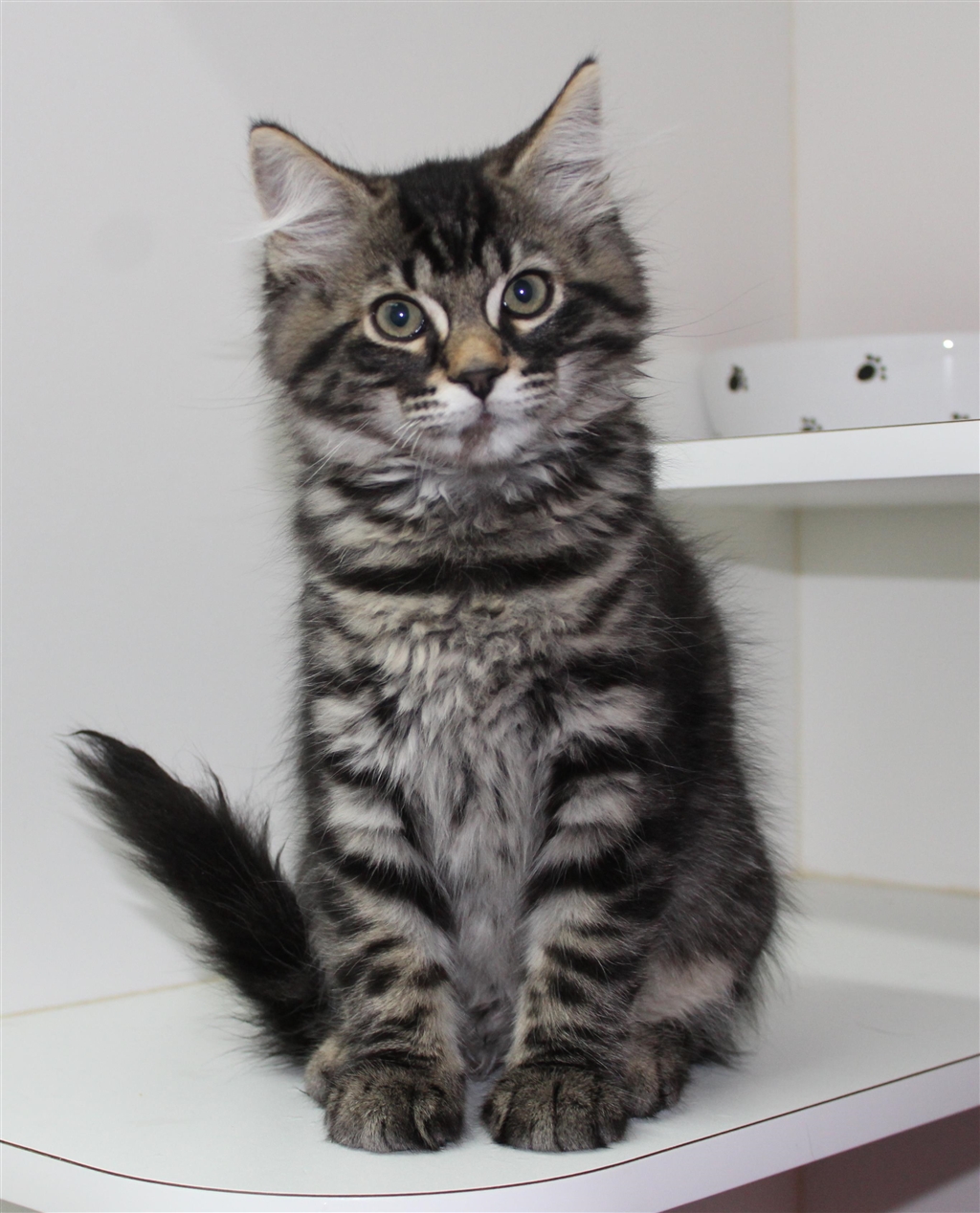 Sampo - Male Dmh Mix Cat in WA - PetRescue