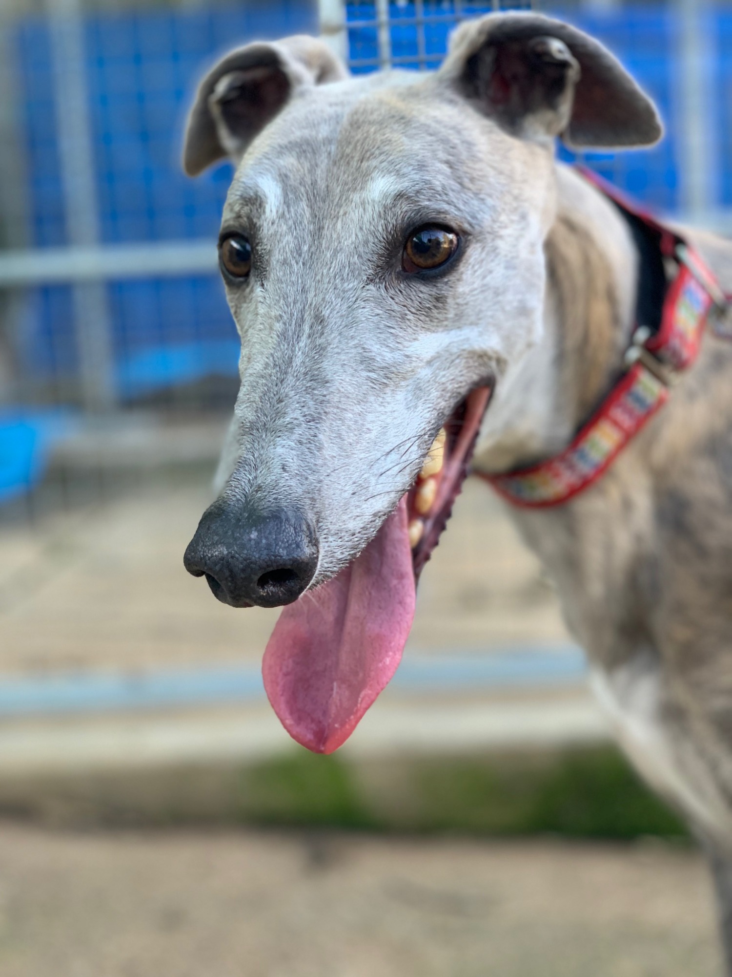 Bob - Large Male Greyhound Dog in NSW - PetRescue