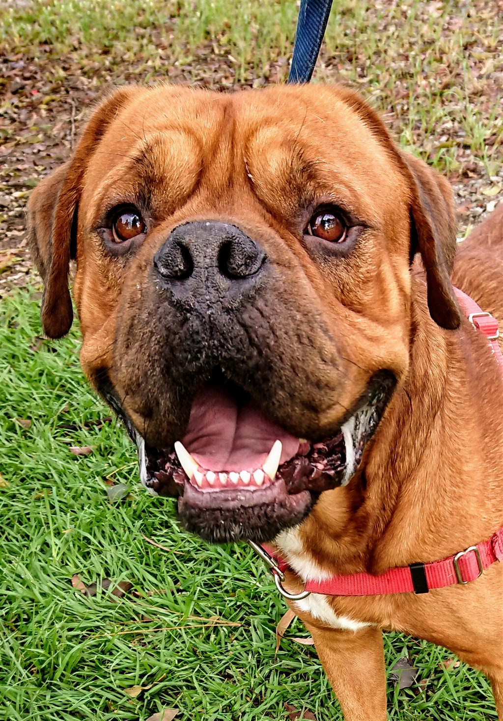 Samson - Large Male Australian Bulldog Mix Dog in QLD - PetRescue