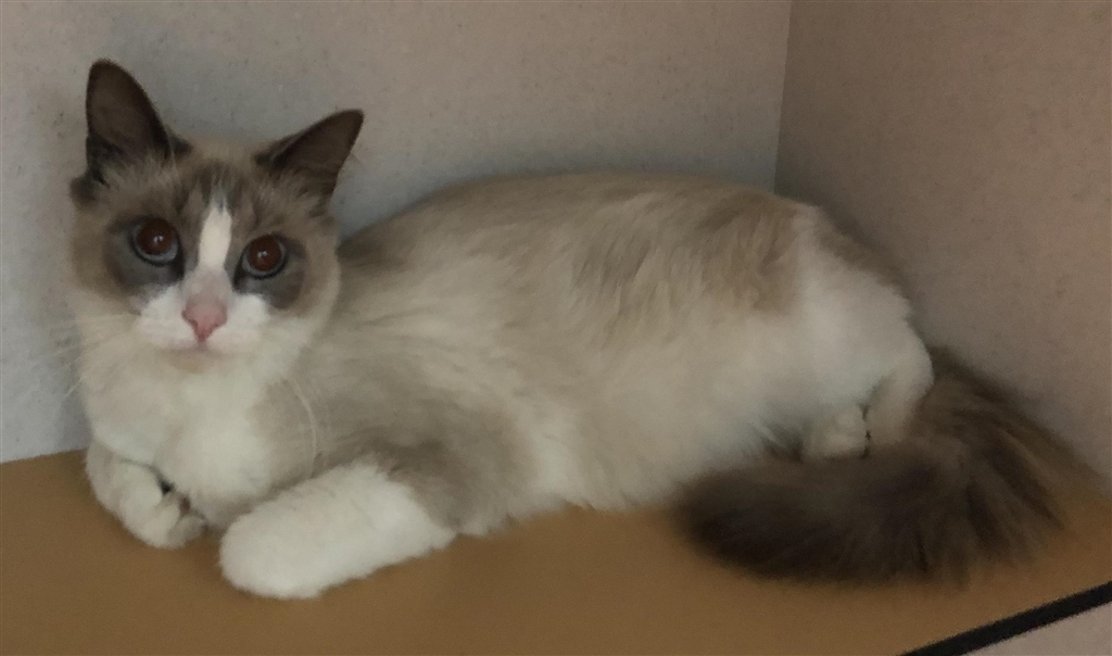 Possum - Female Snowshoe Mix Cat in QLD - PetRescue