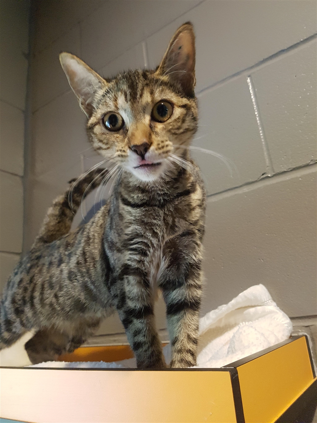 Skylah - Female Domestic Short Hair Mix Cat in QLD - PetRescue