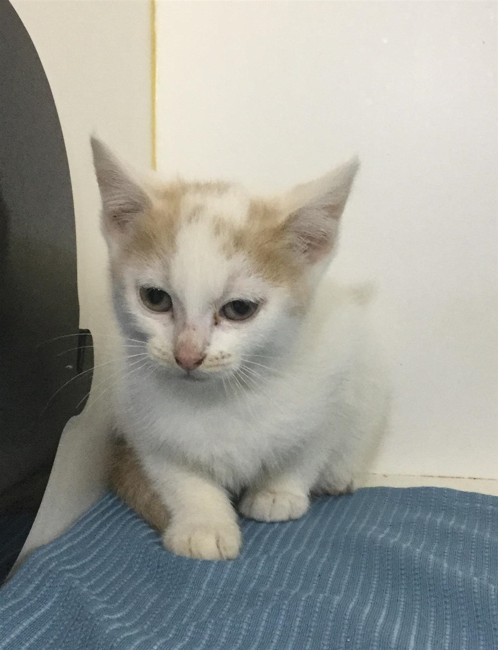 Reeva - Female Domestic Short Hair Mix Cat in VIC - PetRescue