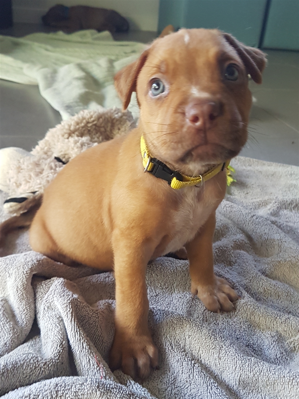 Stella - Medium Female Rhodesian Ridgeback x American Staffordshire ...