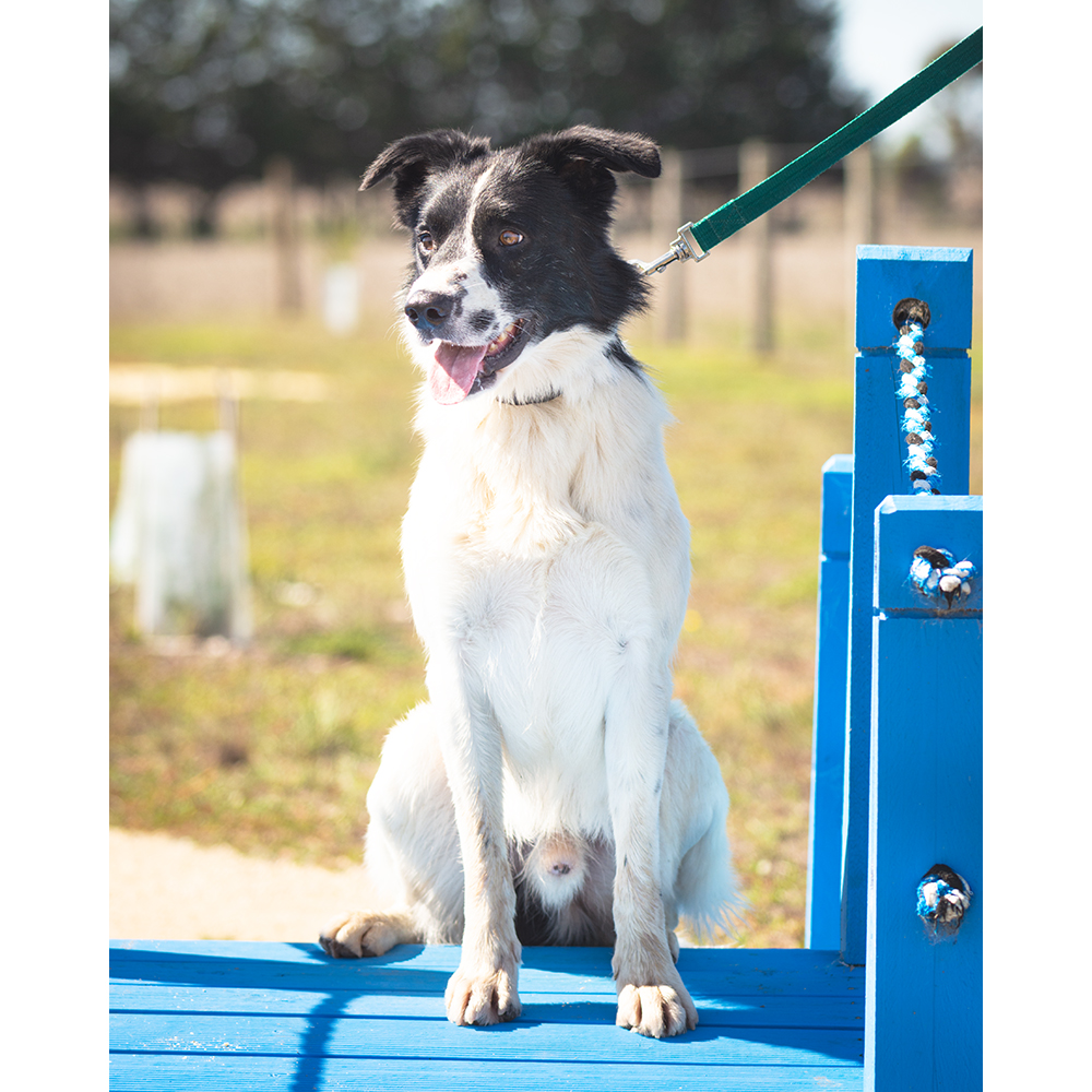 Ross - Medium Male Border Collie Mix Dog in VIC - PetRescue