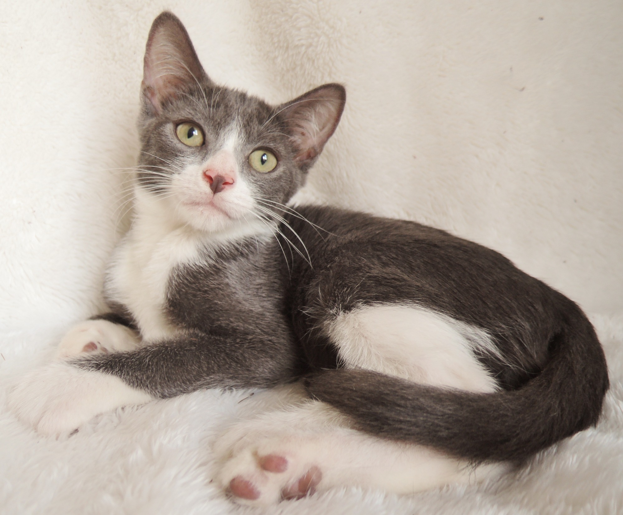 Gimli - Male Domestic Short Hair Cat in QLD - PetRescue
