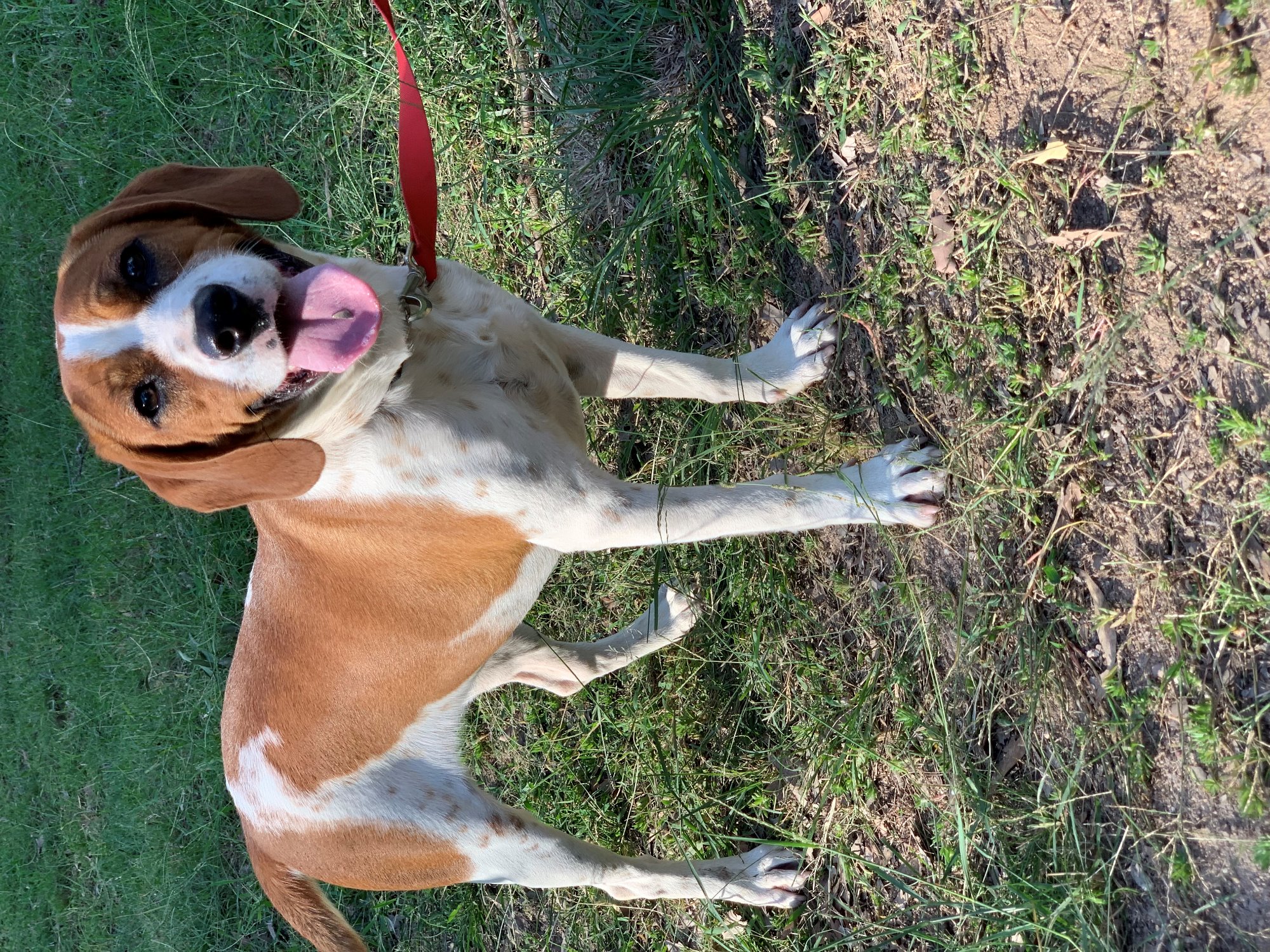 Jersey - Medium Female Beagle Mix Dog in QLD - PetRescue
