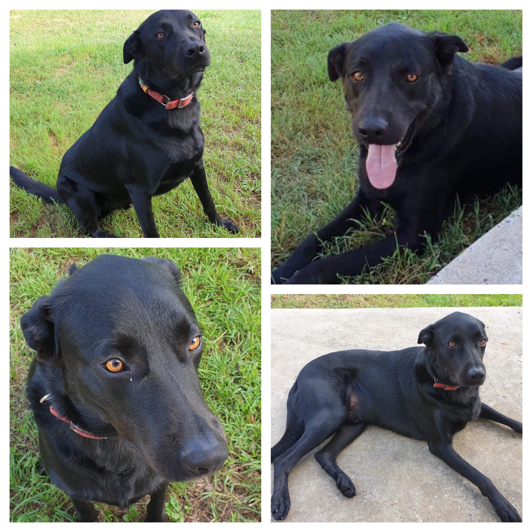Duke - Large Male Labrador Mix Dog in QLD - PetRescue