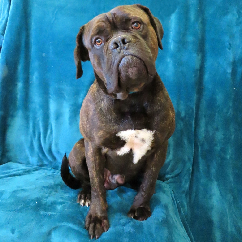 Mac - Large Male Boxer x Dogue De Bordeaux Mix Dog in VIC - PetRescue