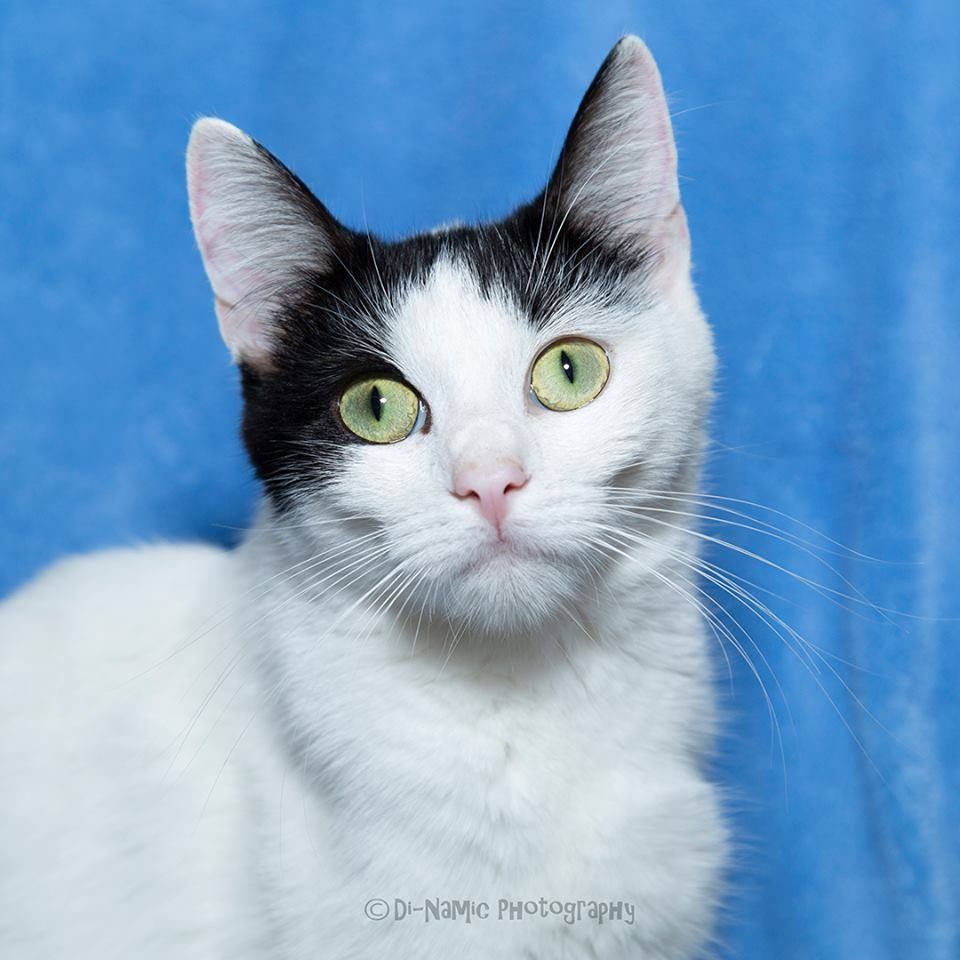 AC1164 - Parmesan - Female Domestic Short Hair Cat in WA - PetRescue