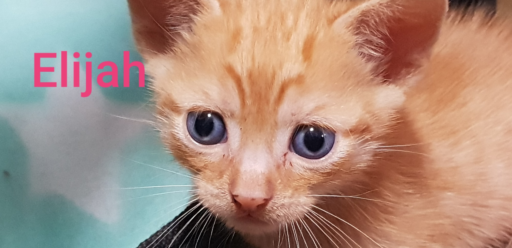 Elijah - Female Domestic Short Hair Cat in QLD - PetRescue