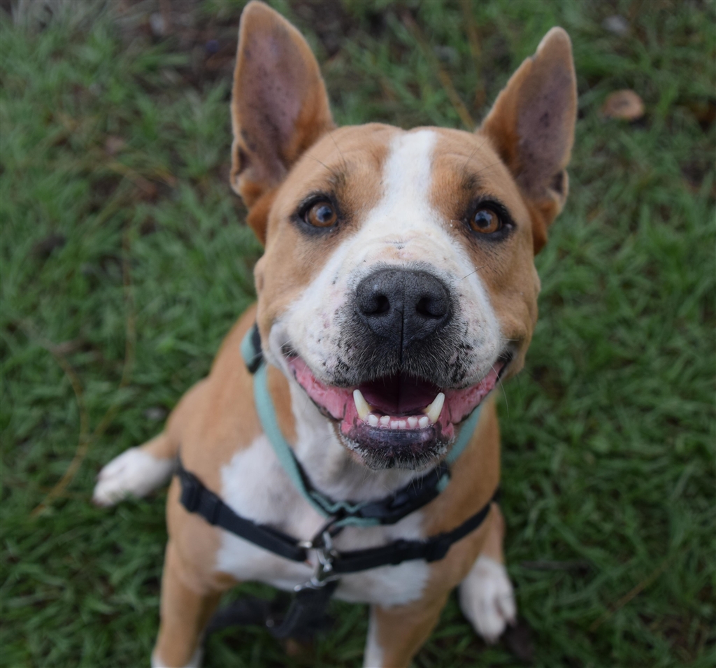 Hunni - Medium Female Bull Terrier x Shar Pei Mix Dog in QLD - PetRescue