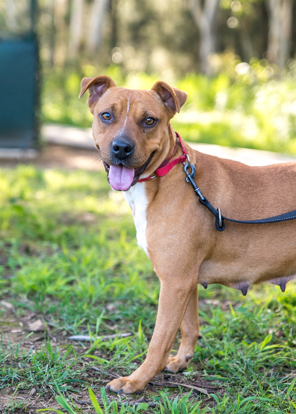 Diamond - Medium Female Staffordshire Terrier Mix Dog in NSW - PetRescue