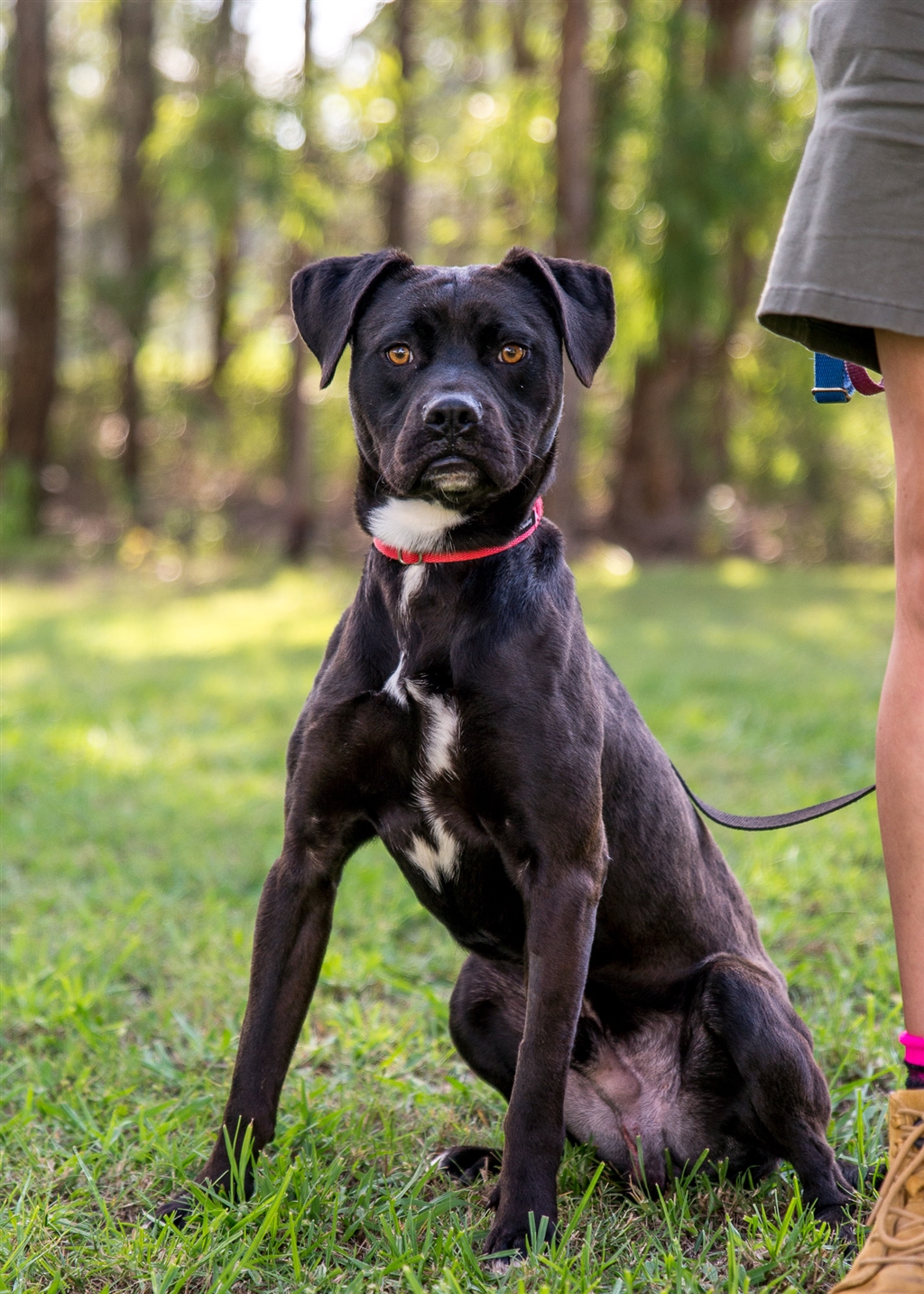 MacCa - Medium Male Labrador x Rhodesian Ridgeback Mix Dog in NSW ...