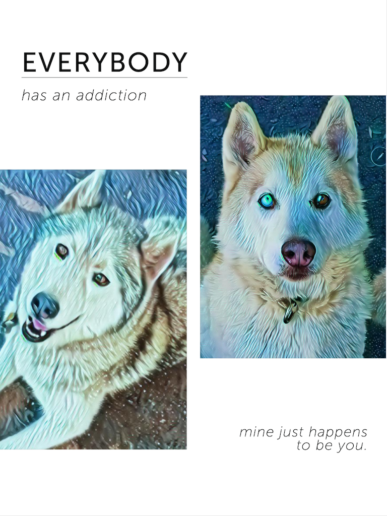 🐺Hercules and Dash🐺 - Large Male Siberian Husky Dog in NSW - PetRescue
