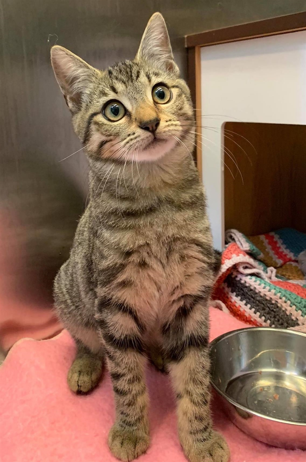 Manco - Male Domestic Short Hair Cat in ACT - PetRescue