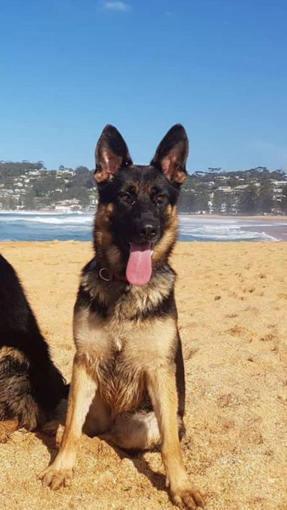Pip - Large Female German Shepherd Dog in NSW - PetRescue