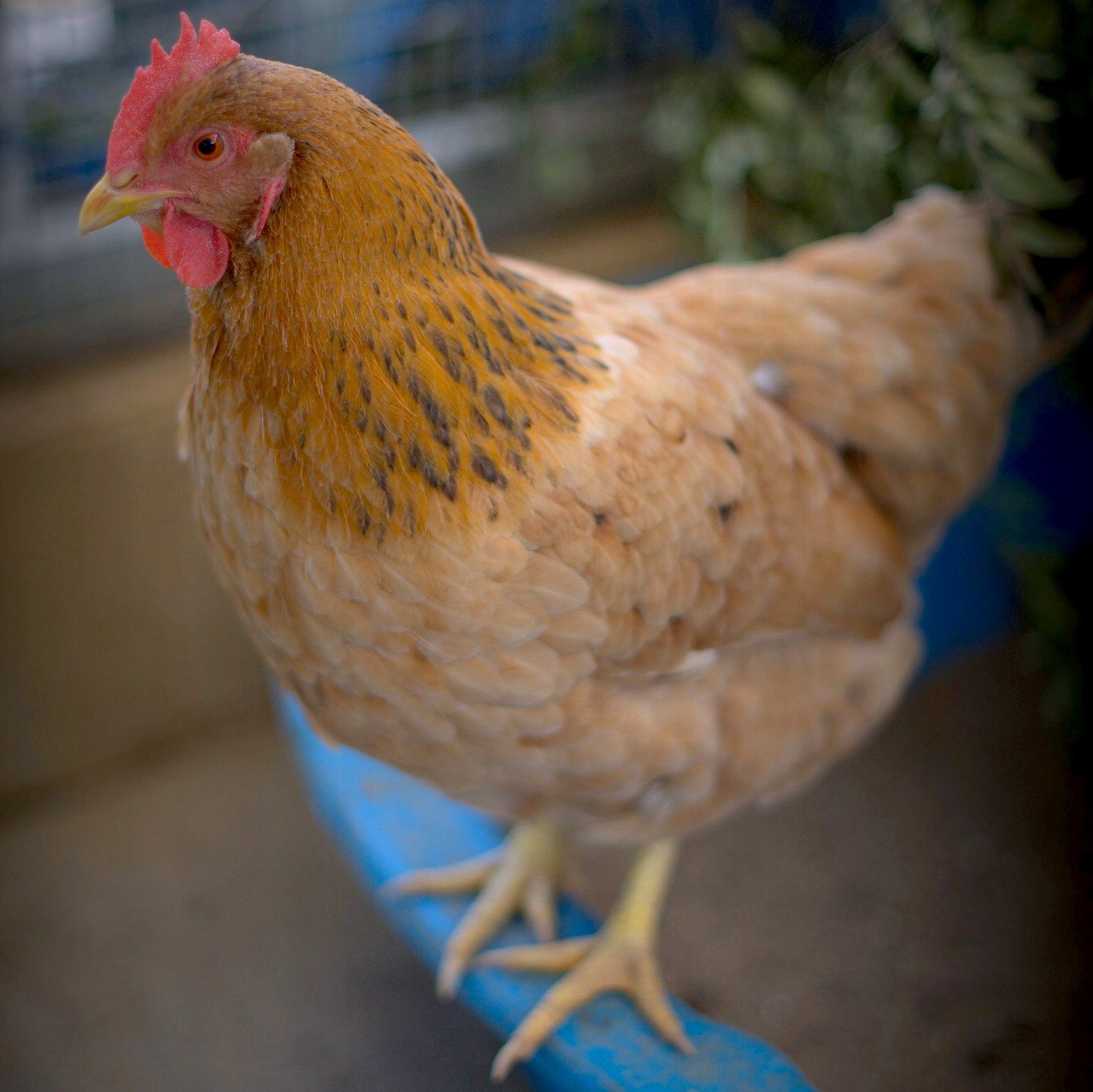 Poppy - Female Chicken in NSW - PetRescue