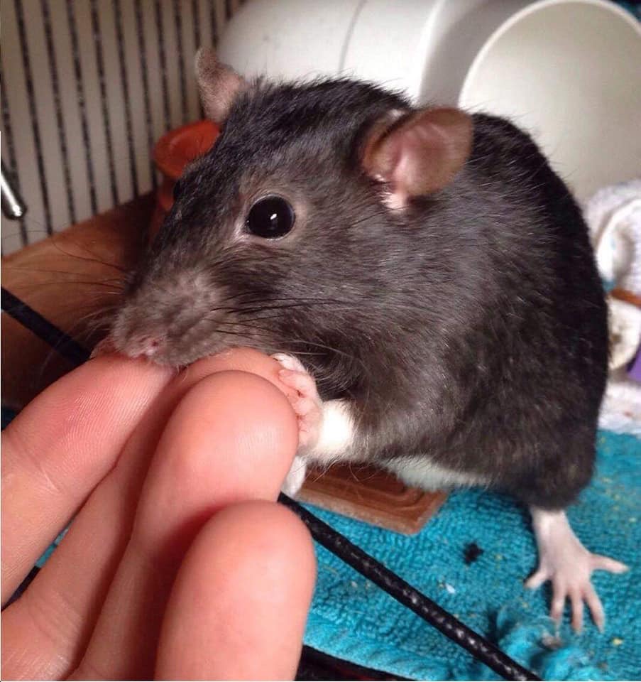 Clove, Ginger, Cinnamon and Nutmeg - Female Rodent in VIC - PetRescue
