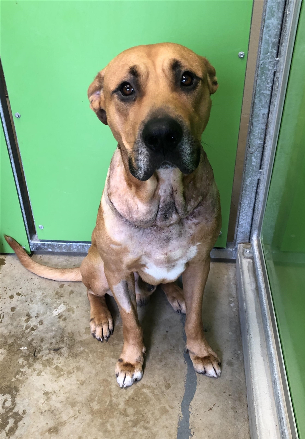 Bundy - Large Male Rottweiler x English Staffordshire Bull Terrier Mix ...