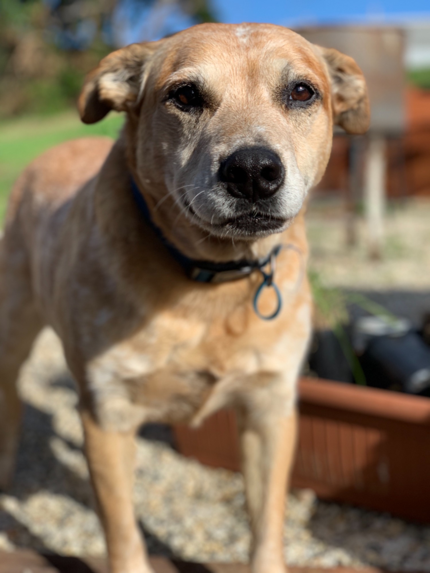 Oscar - Medium Male Red Heeler Mix Dog in VIC - PetRescue