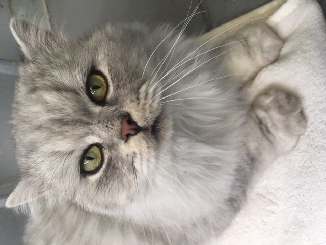 Henry - Male Chinchilla Mix Cat in VIC - PetRescue