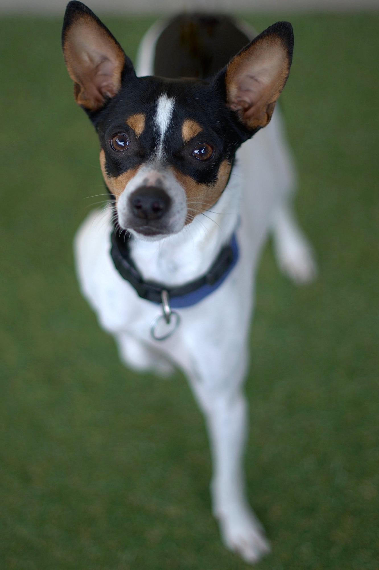 Cleo - Small Female Fox Terrier Dog in NSW - PetRescue