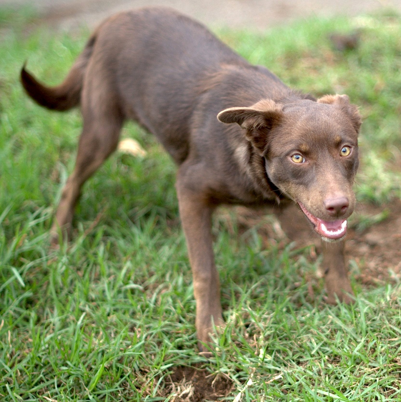 Sapphire - Medium Female Kelpie Dog in NSW - PetRescue
