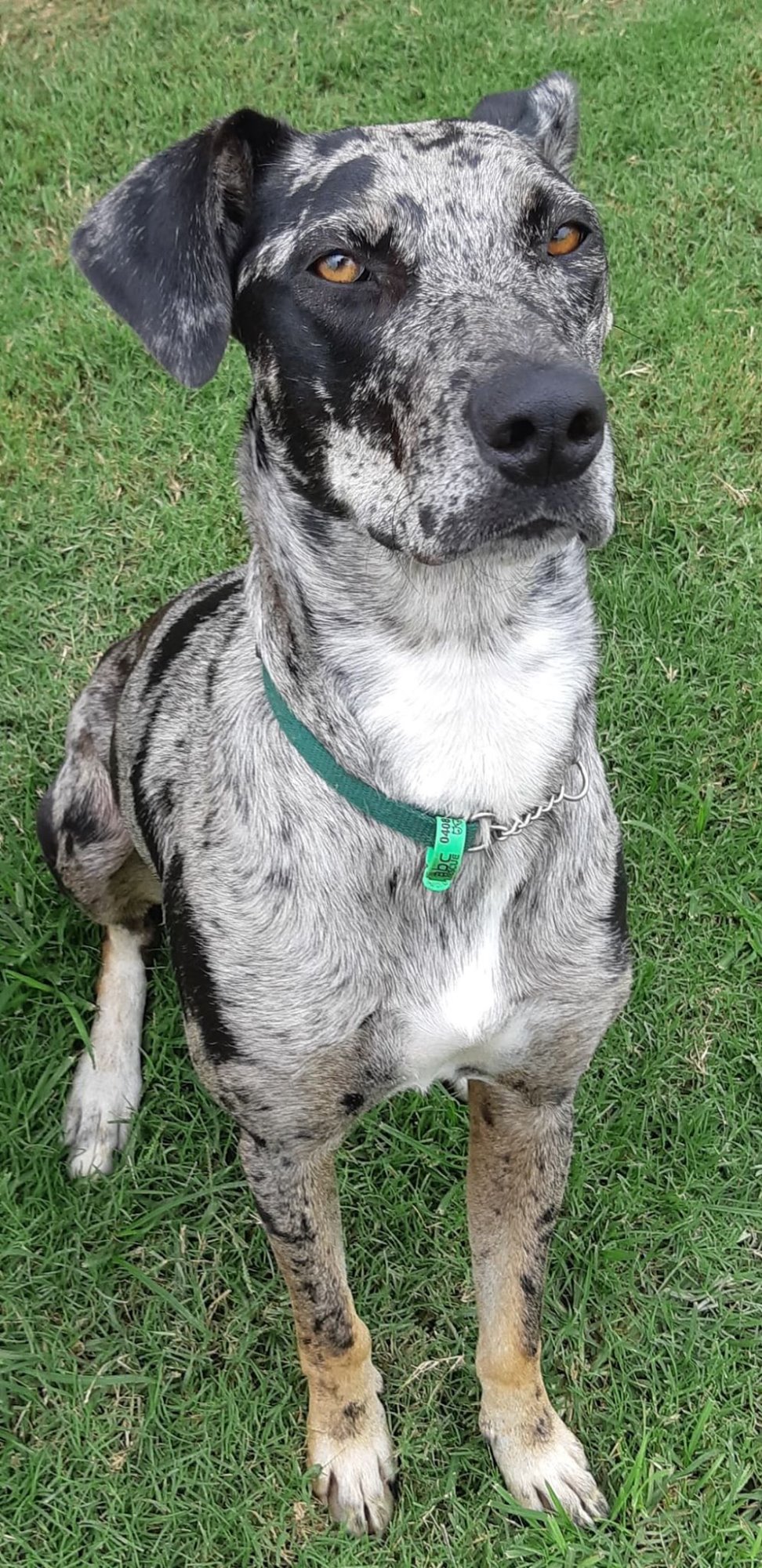 Ellie - Large Female Catahoula x Great Dane Mix Dog in QLD - PetRescue