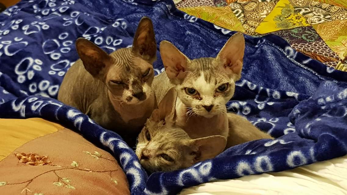 Devon Rex Kittens - Female Devon Rex Cat in NSW - PetRescue