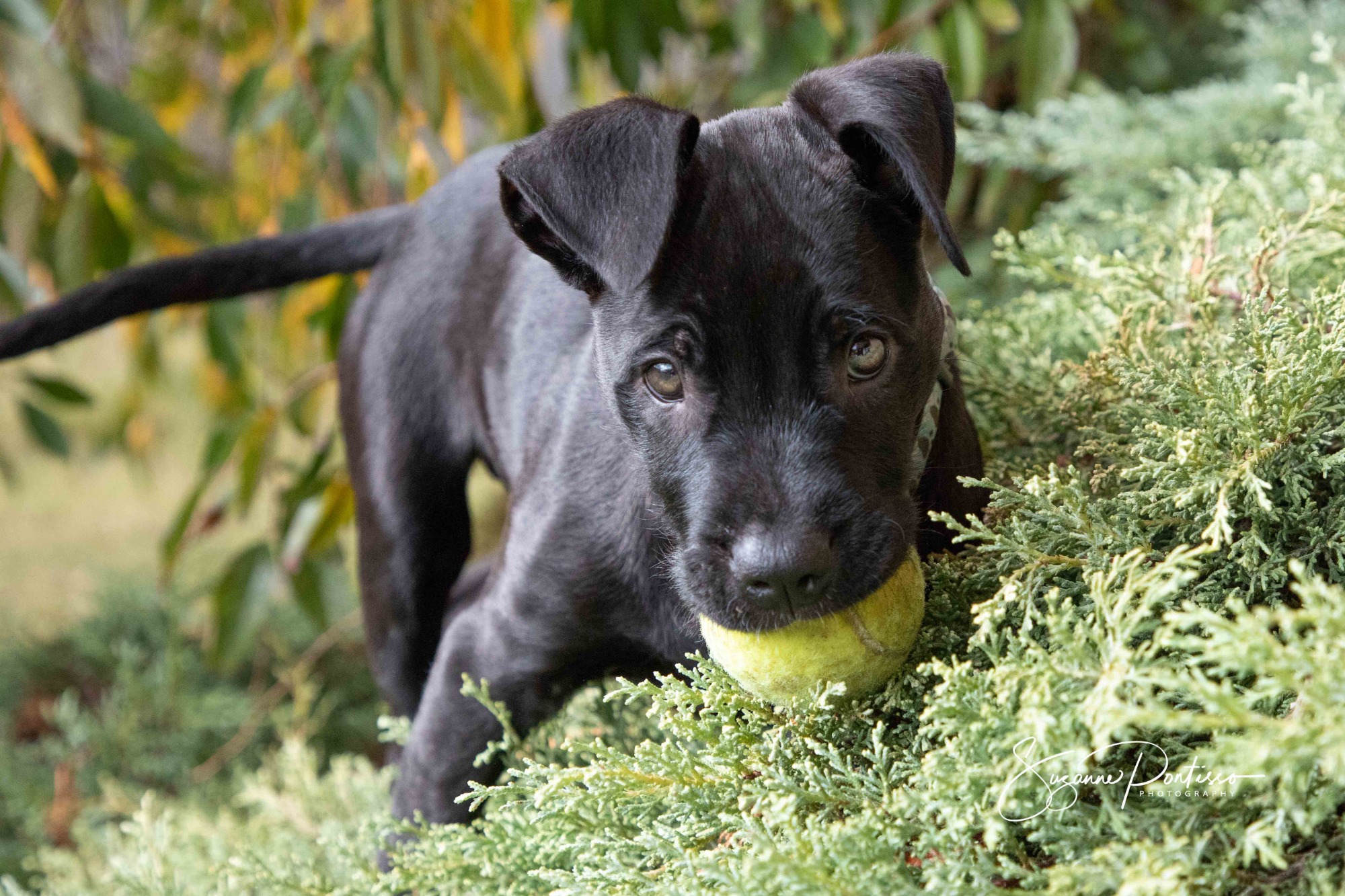 Lola - Medium Female Labrador x Staffy Mix Dog in VIC - PetRescue