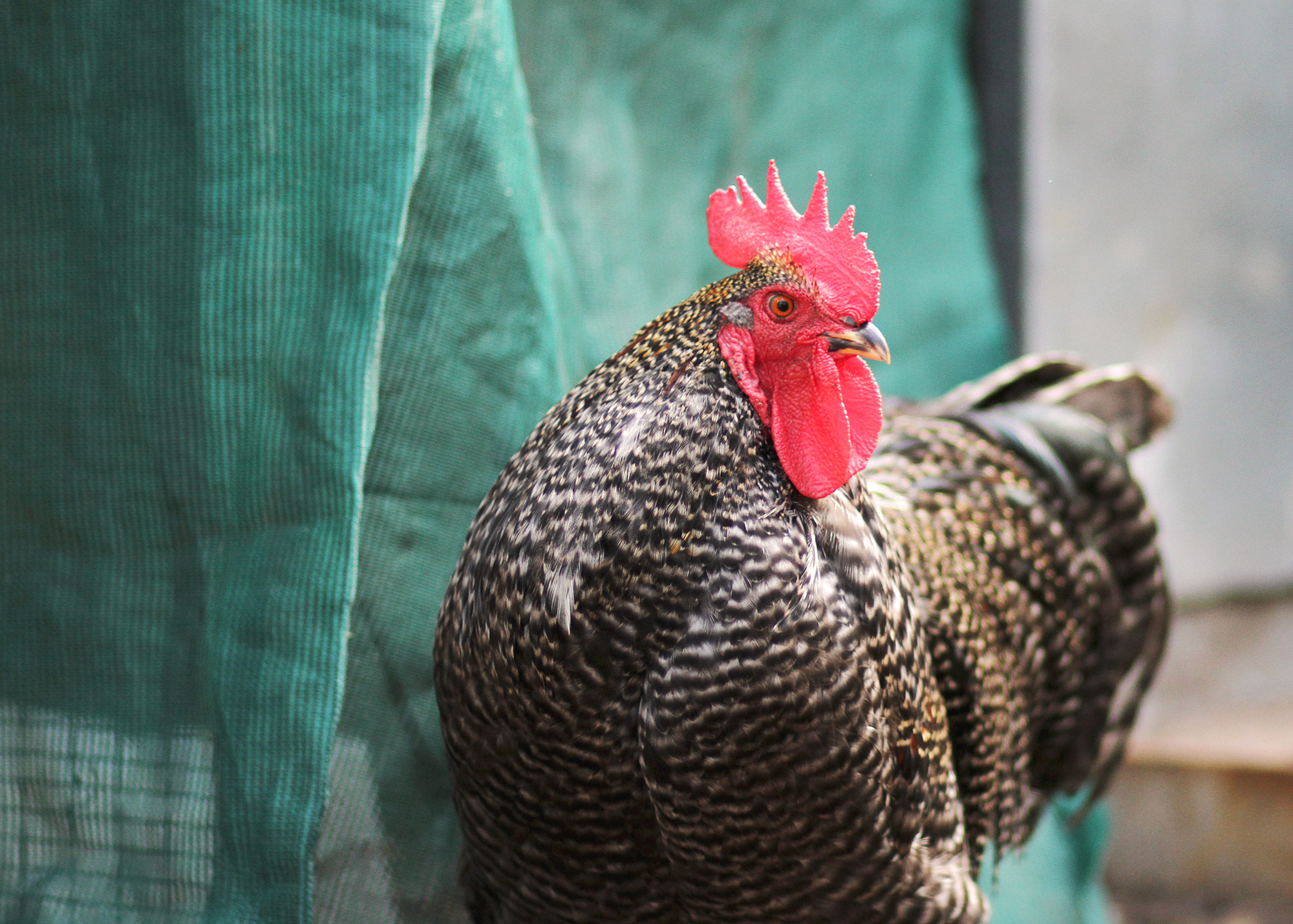 Brooster - Male Rooster in WA - PetRescue