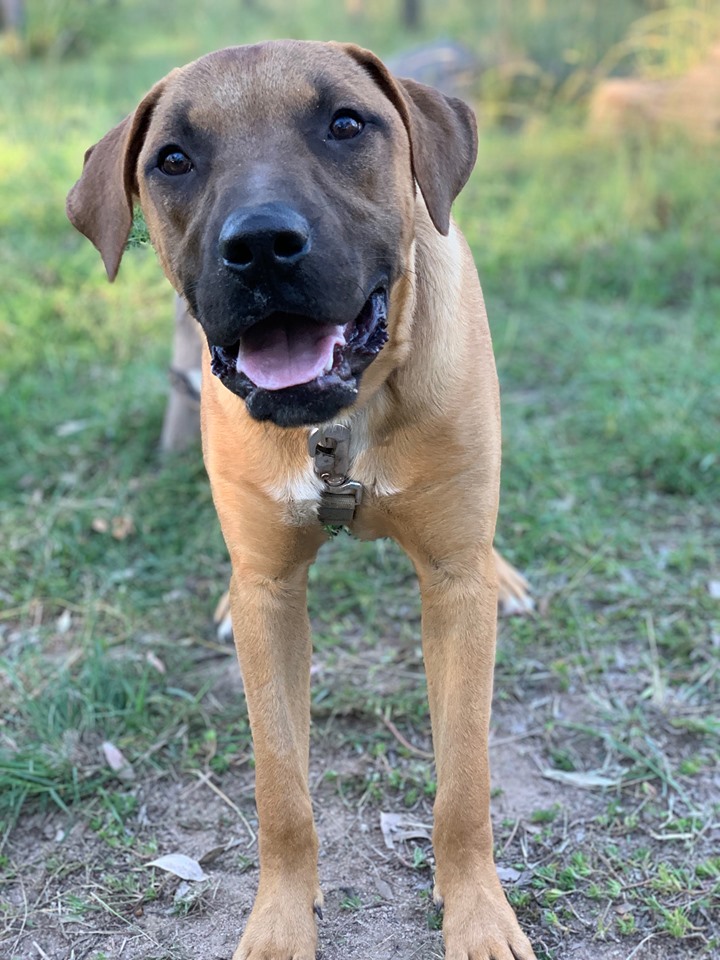 Leroy - Medium Male Mastiff Mix Dog in QLD - PetRescue