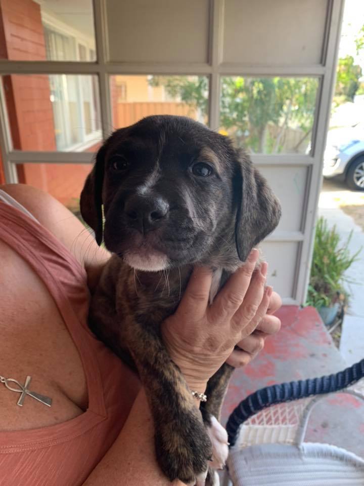 Steph DB476 - Large Female American Staffordshire Terrier x Rhodesian ...