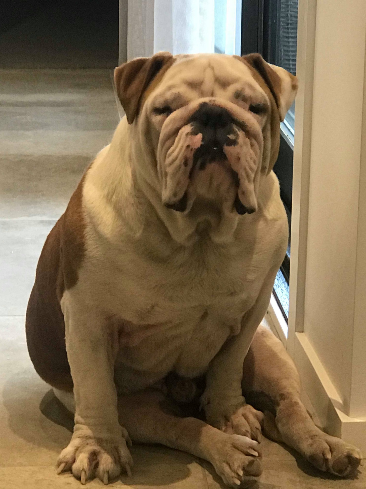 Jordy - Medium Male Australian Bulldog Dog in VIC - PetRescue