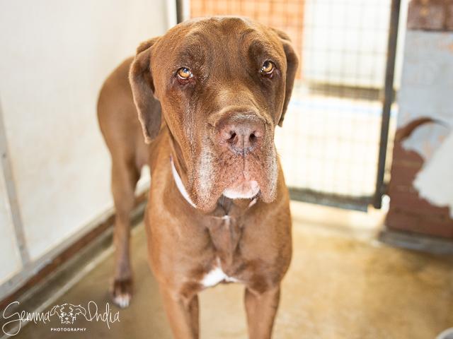 Maiden (2196) - Large Female Neapolitan Mastiff Dog in NSW - PetRescue