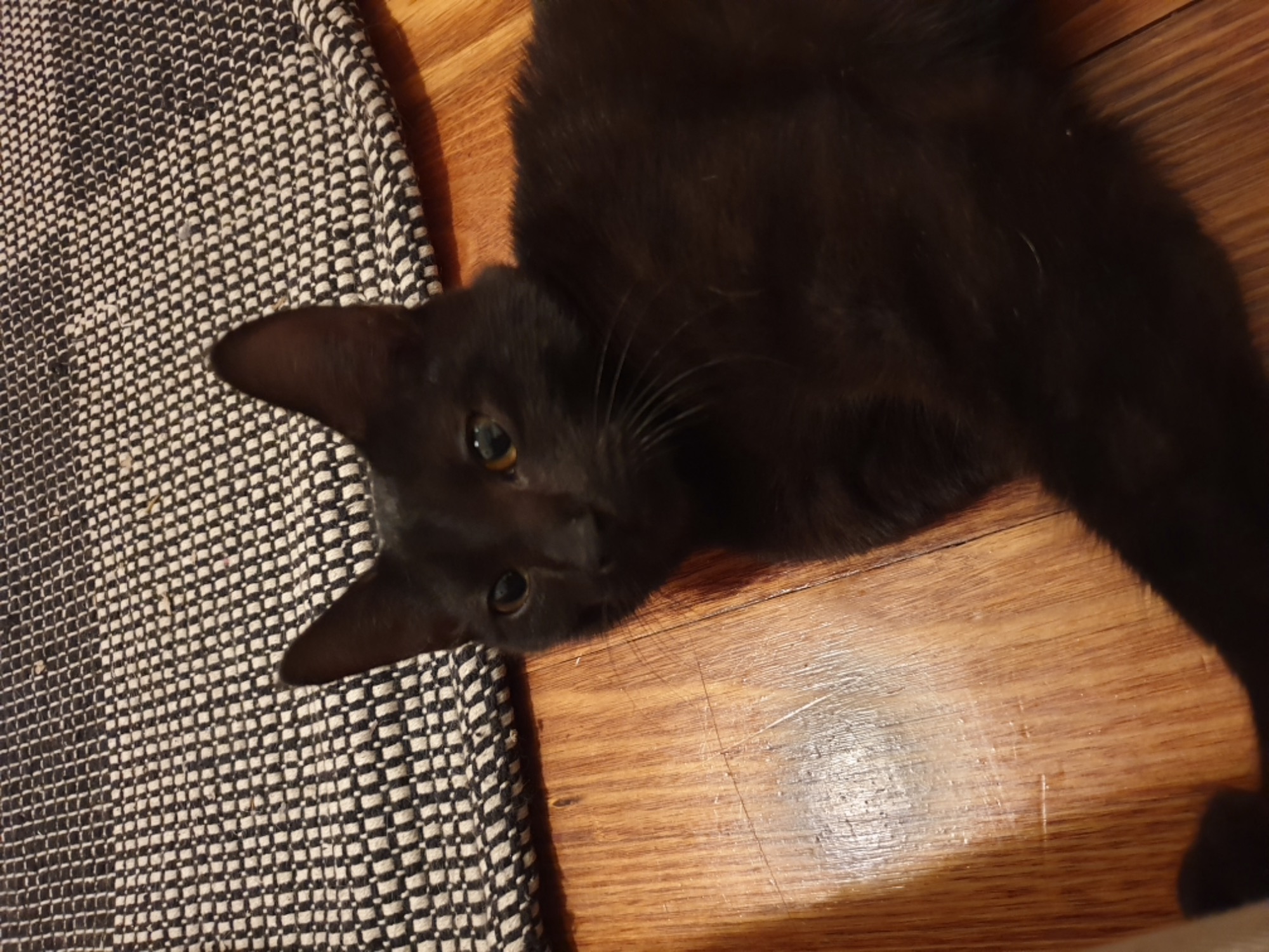 Oscar - Meet me Saturday @Best Friends, Preston - Male Domestic Short ...