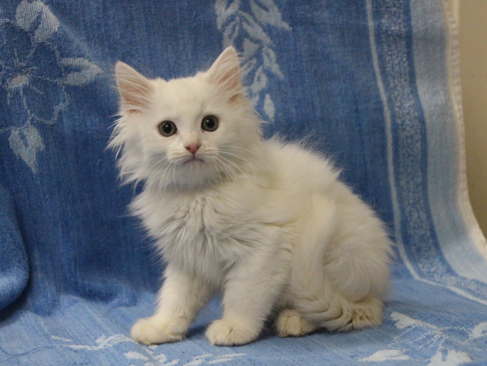 Pepi (1260) - Male Domestic Short Hair Cat in NSW - PetRescue