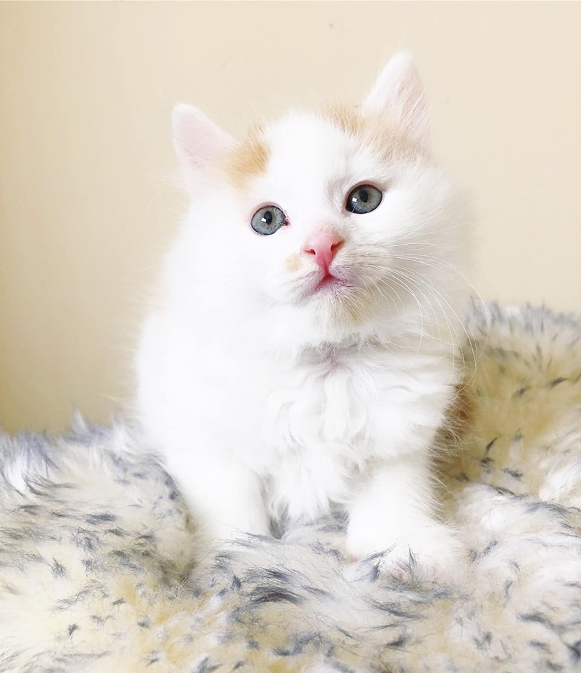 1014 - Polony - Male Domestic Medium Hair Cat in WA - PetRescue